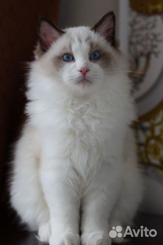 Мальчик Рэгдолл сил биколор