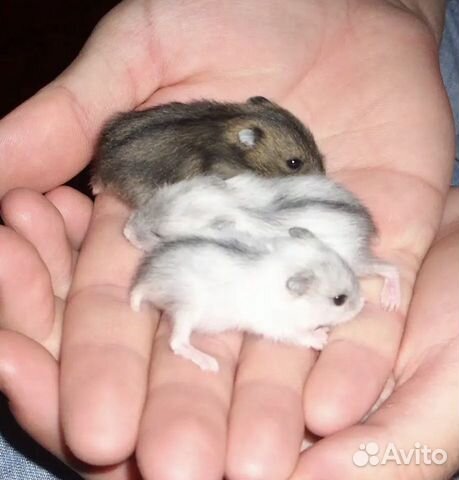 Сунгарики хомяк бесплатно Зеленоград