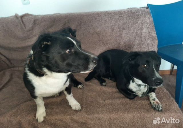 Два брата ищут себе хозяина