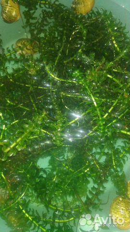 Водоросли элодея