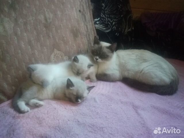Невская маскарадная