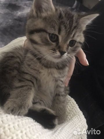 Британские котята
