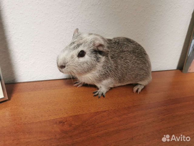 Морские свинки