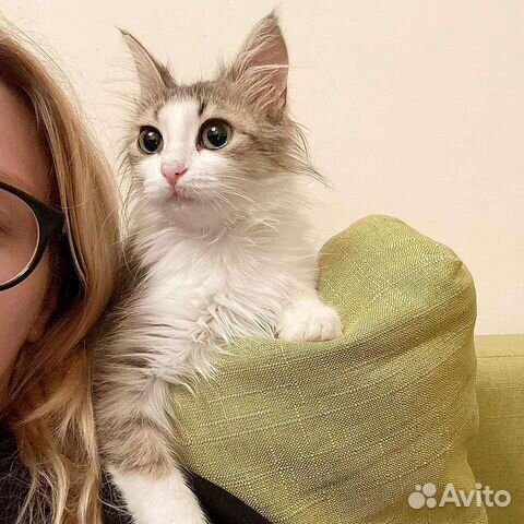 Пушистая красавица ищет дом