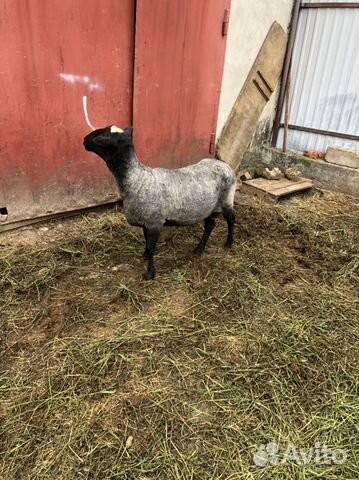 Романовские овцы