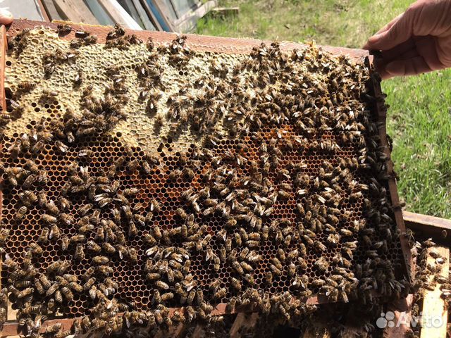 Пчелы и улья