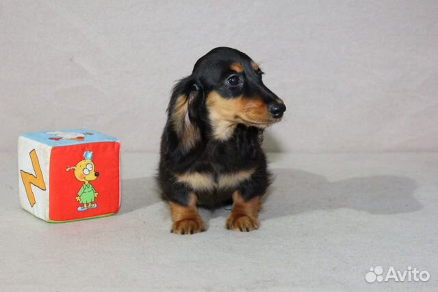 Черные мальчики щенки и подростки длинношерстные