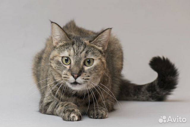 Кошка Фисташка очень хочет домой