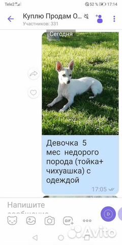 Продадим сабачку