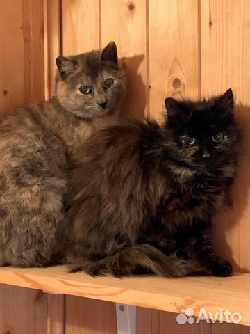 Котята девочки
