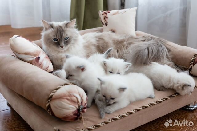 Продажа котят