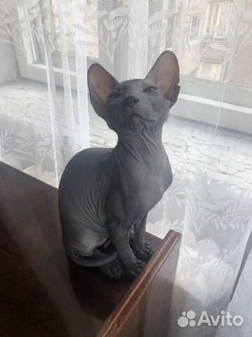 Донской сфинкс