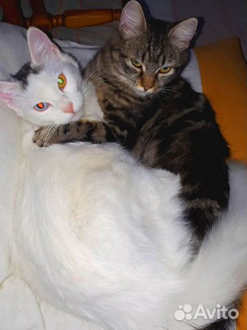 Кошки в добрые руки бесплатно