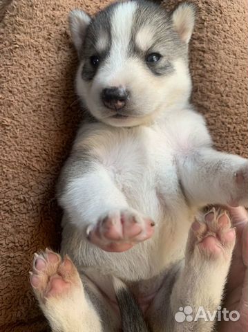 Щенки сибирской хаски