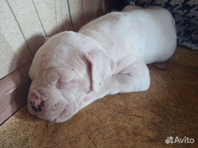 Немецкий боксер