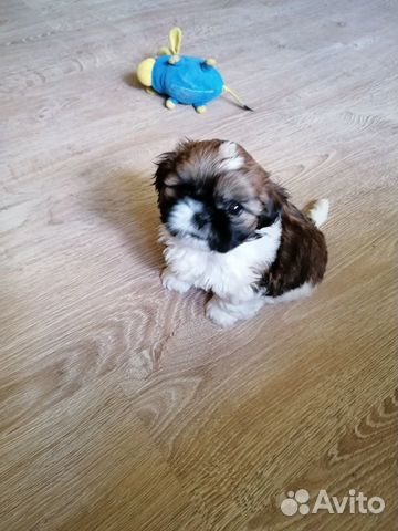 Щенки ши-тцу