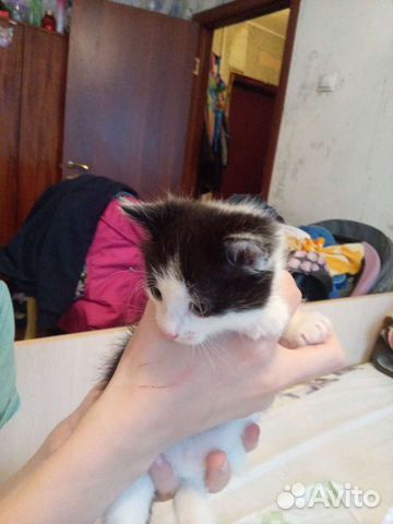 Котенок девочка