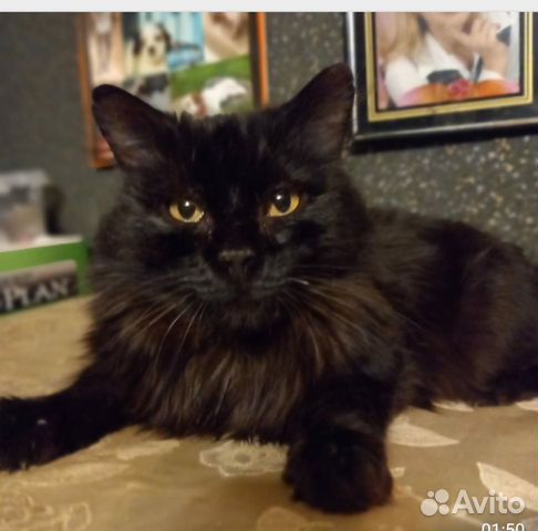 Крупный шикарный котик Элл ищет семью