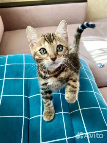 Бенгальские котята