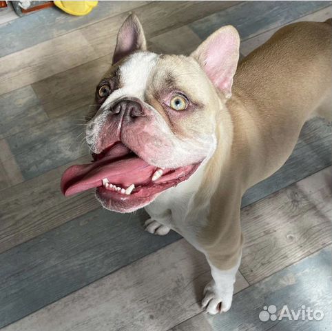 Вязка французский бульдог