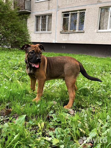 Щенок Ка де бо (мальчик)