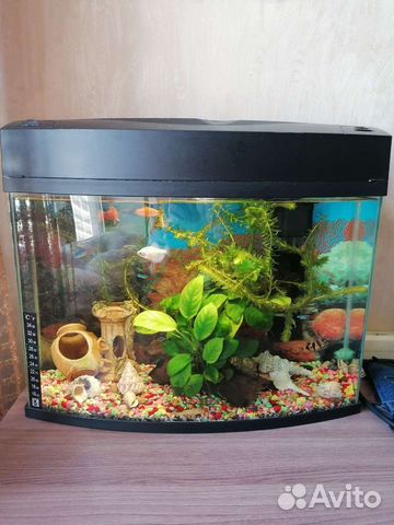 Аквариум с рыбками