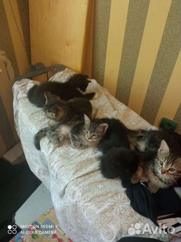 Отдадим котят