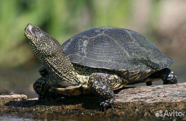 Ручная болотная черепаха