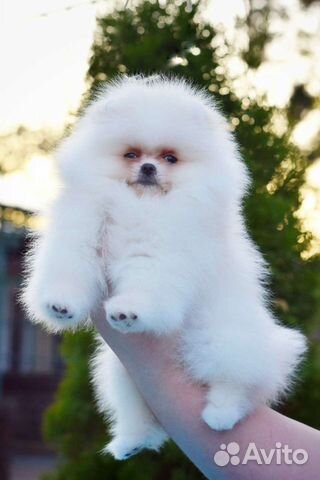 Померанский шпиц