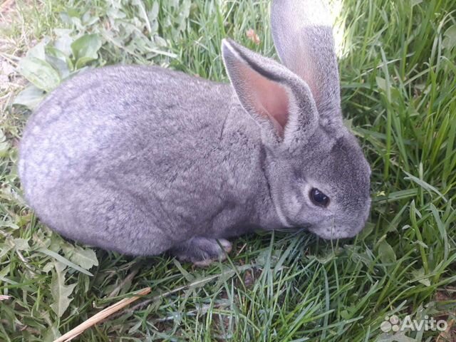 Кролики рексы
