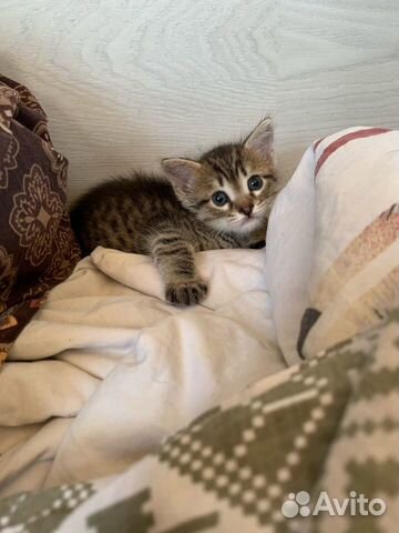 Мальчик ищет дом