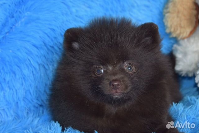 Шпиц - девочка шоколадка