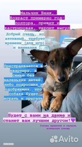 Собака в добрые руки