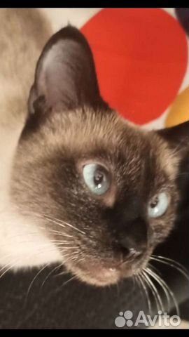 Кошка сиамская