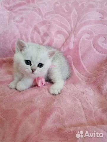 Британские котята