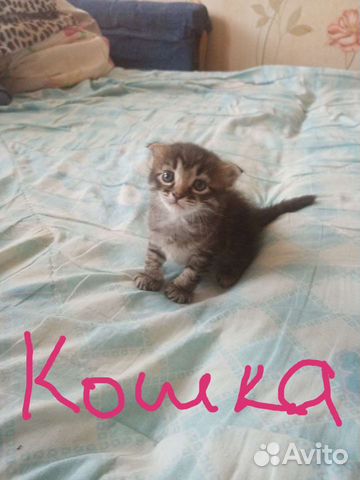 Котята Шотландской вислоухой в добрые руки