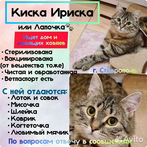 Киска Ириска, 9 месяцев, из Ставрополя, 204-й квар