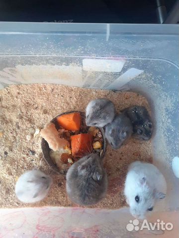 Джунгарики