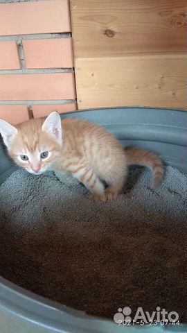 Котенок. Рыженький. Мальчик. Отдаю в добрые руки