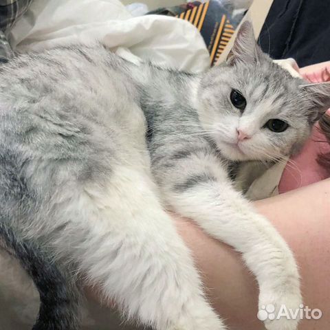 Молодые кошечки- британки в добрые руки
