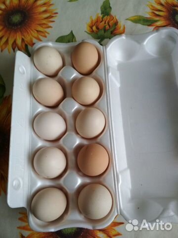 Инкубационное яйцо кур бентамок