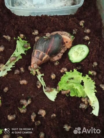 Улитки ахатины тигр