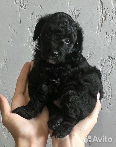 Щенок той пуделя