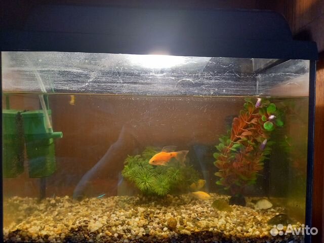 Продам аквариум со всем содержимом