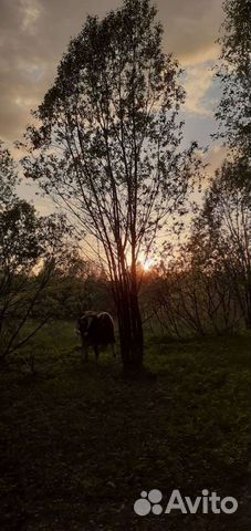 Продам хорошую корову