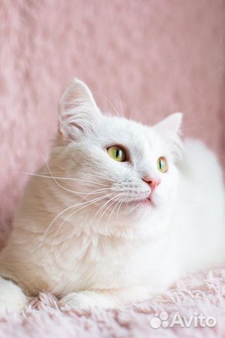 Кот Толик ищет хозяина. Отдадим в хорошие руки