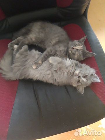 Котята (наполовину британские) бесплатно