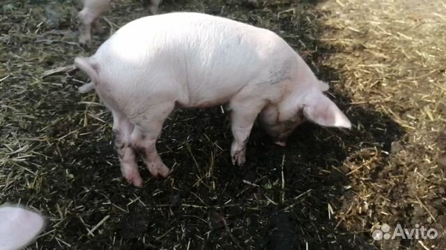Сх животные поросята