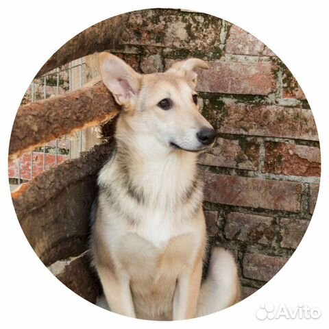 Малышка Сильвия в добрые ручки