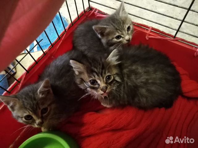 Котятки 1,5 месяца